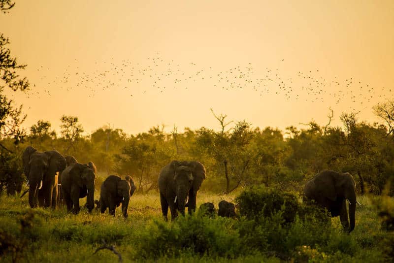 Experienced Professional Hunters In Zimbabwe In 2026